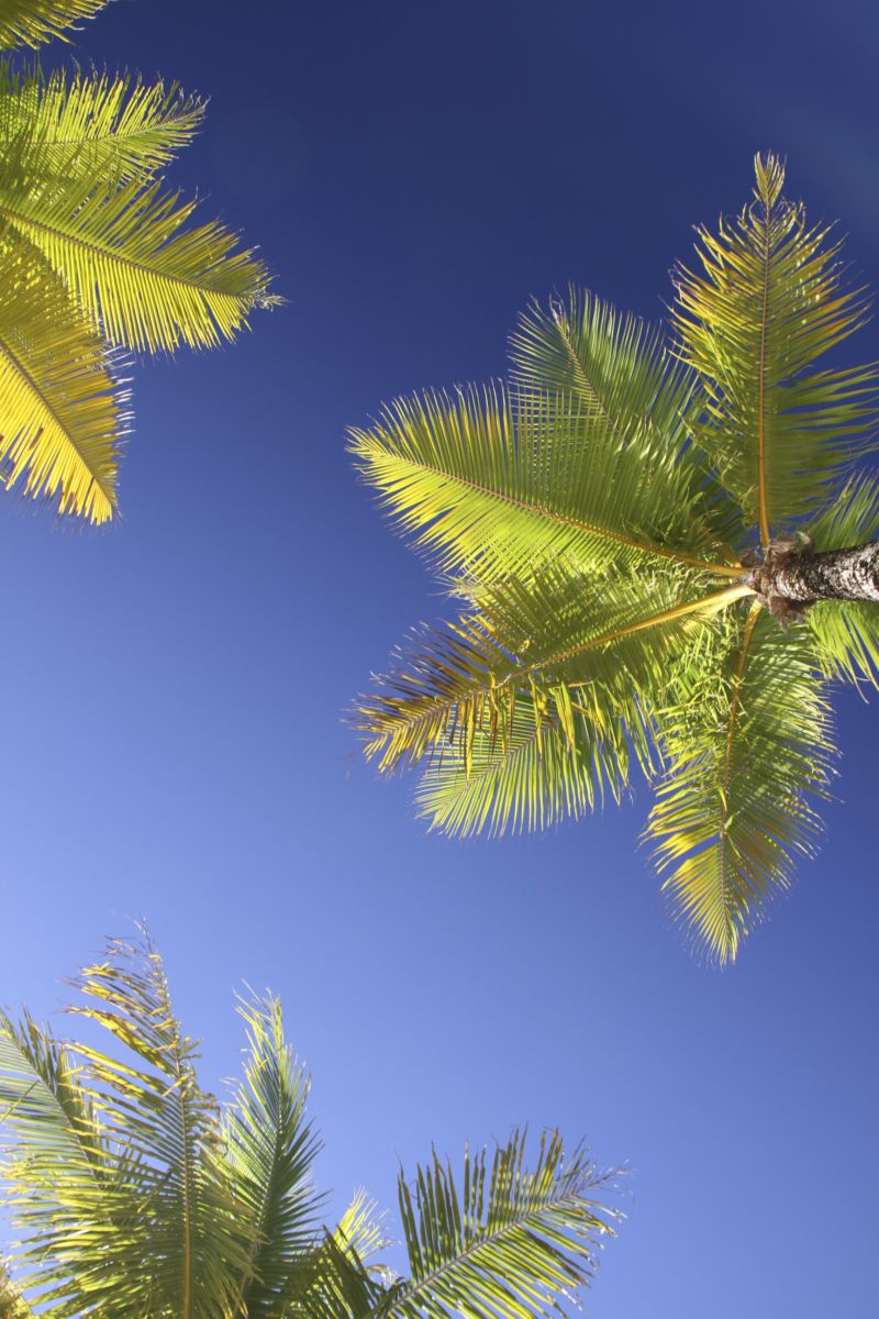 空、そして、Palm Trees | GANREF