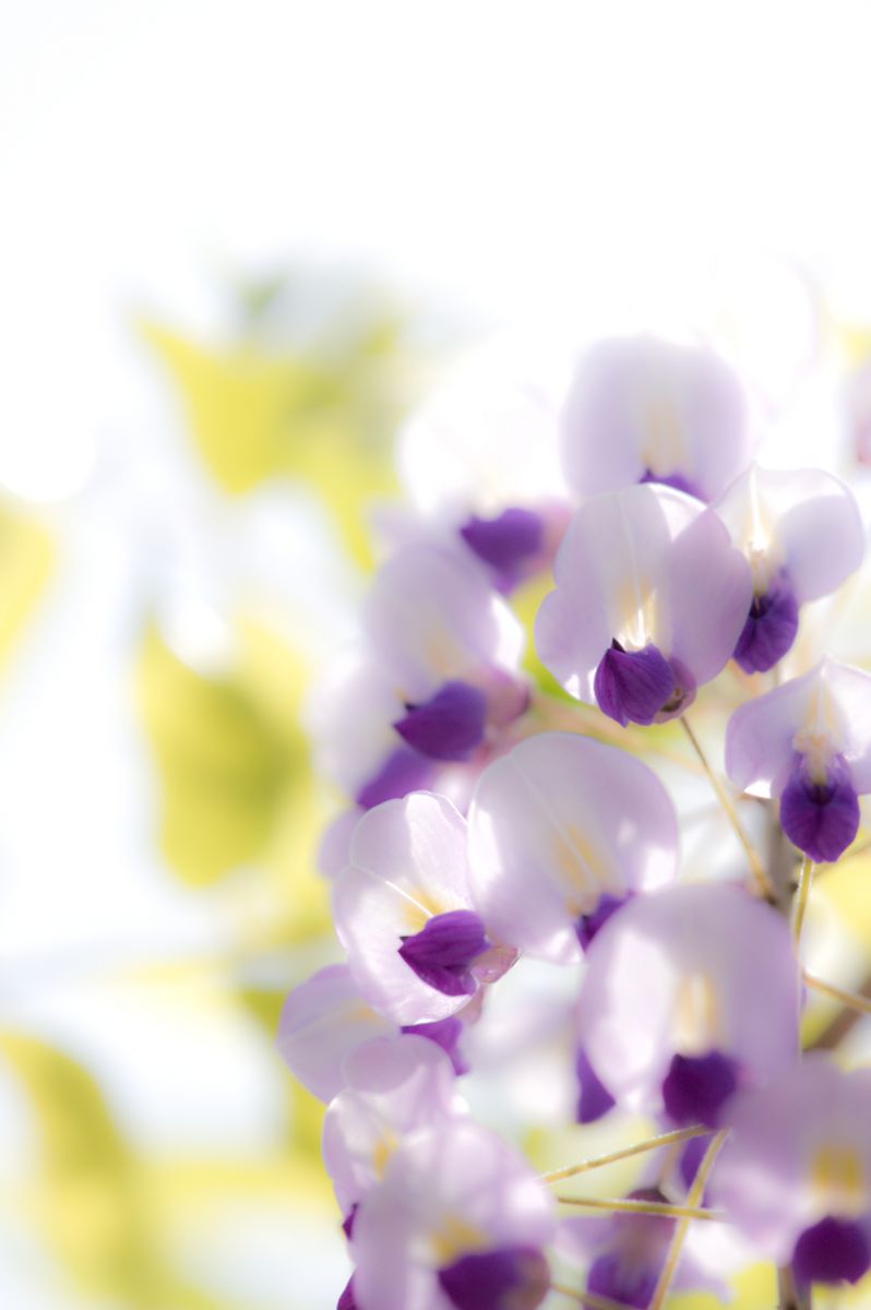 上を向いて | GANREF