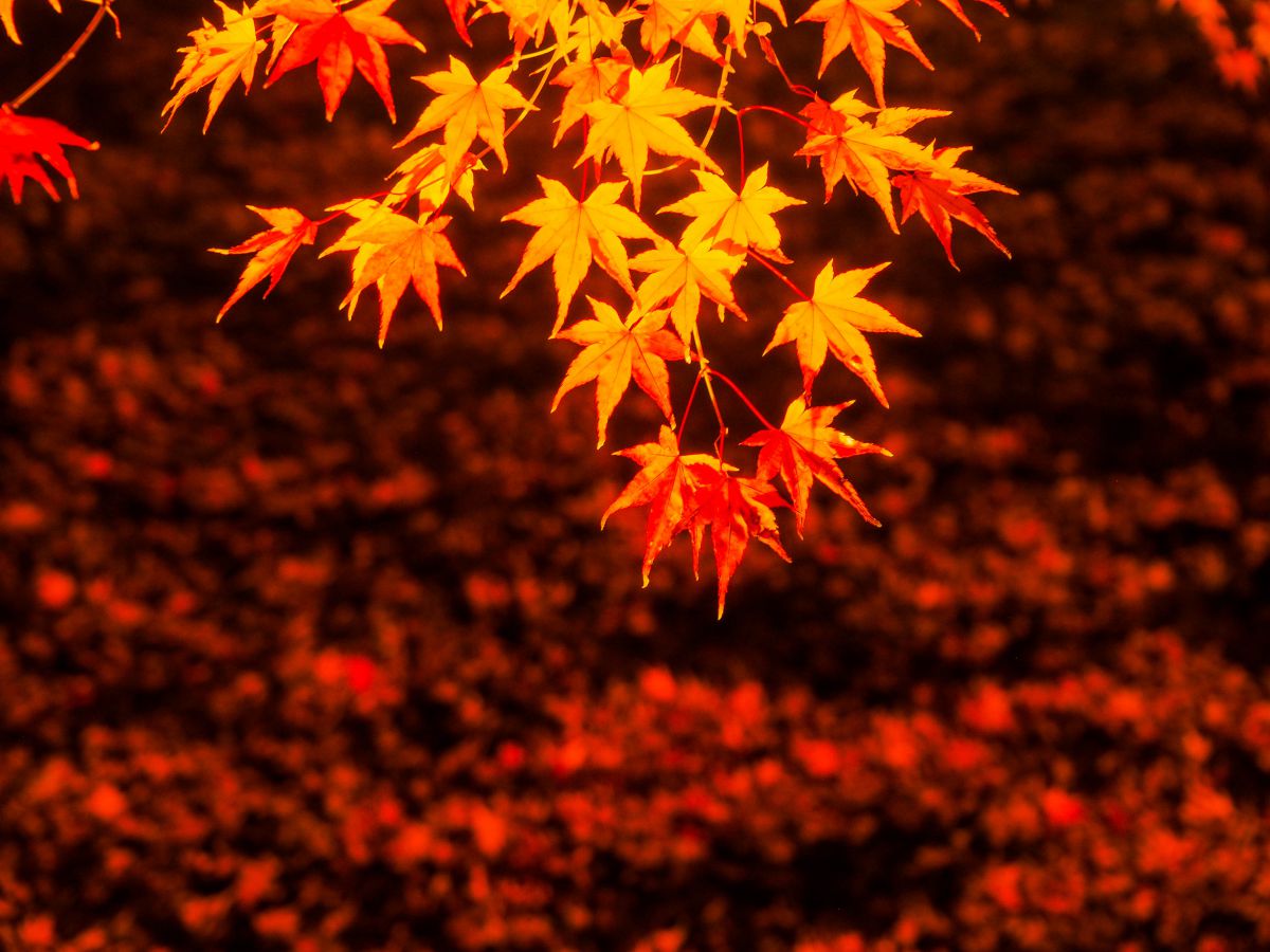 with a deep red glow | GANREF