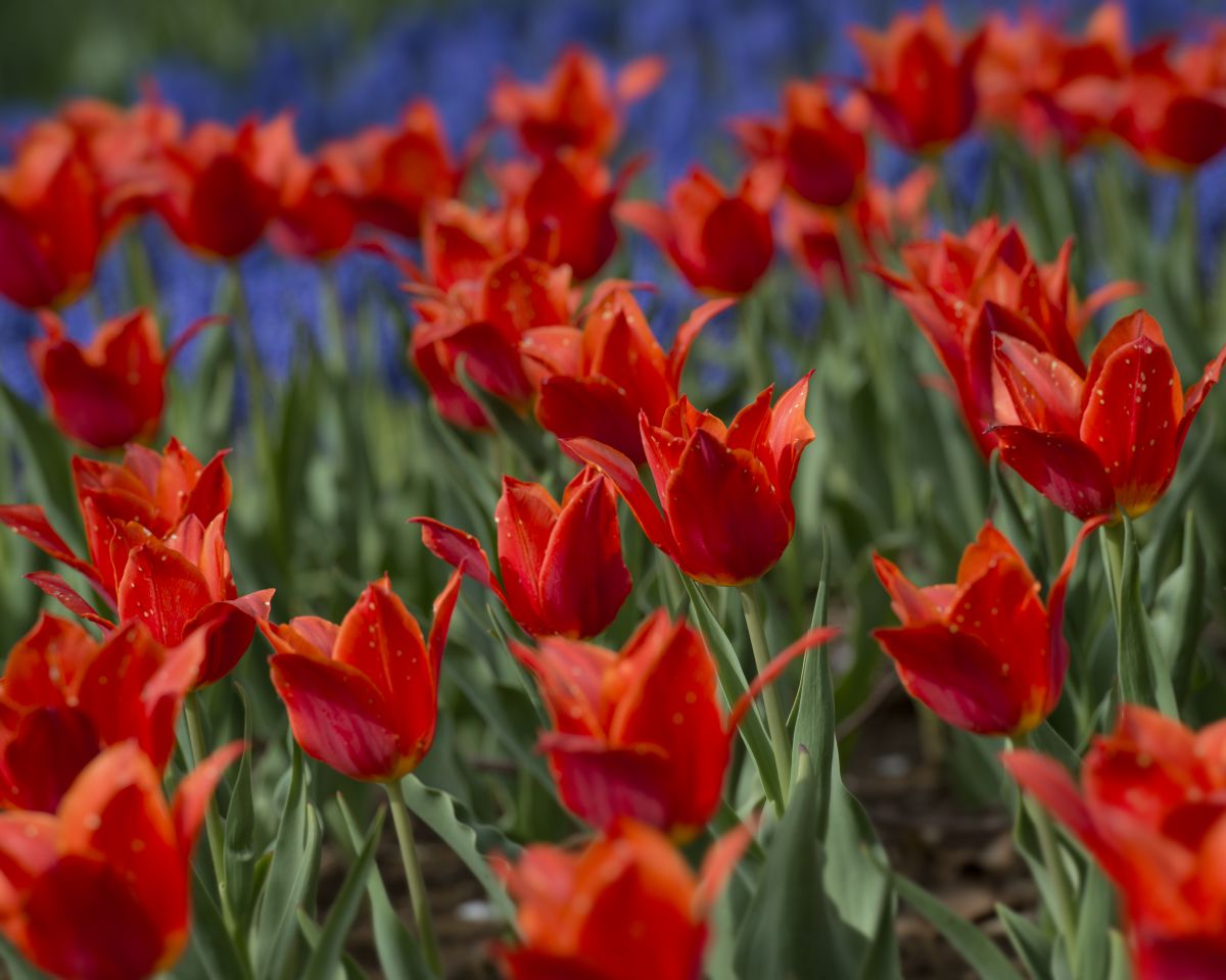 【ニコンD800レビュー】 Red tulips | GANREF