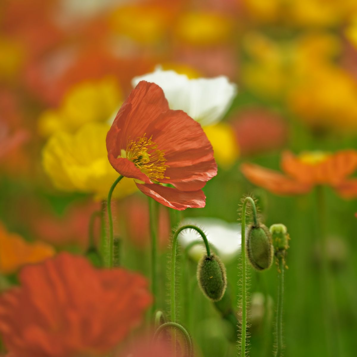 ポピー(その2) | GANREF