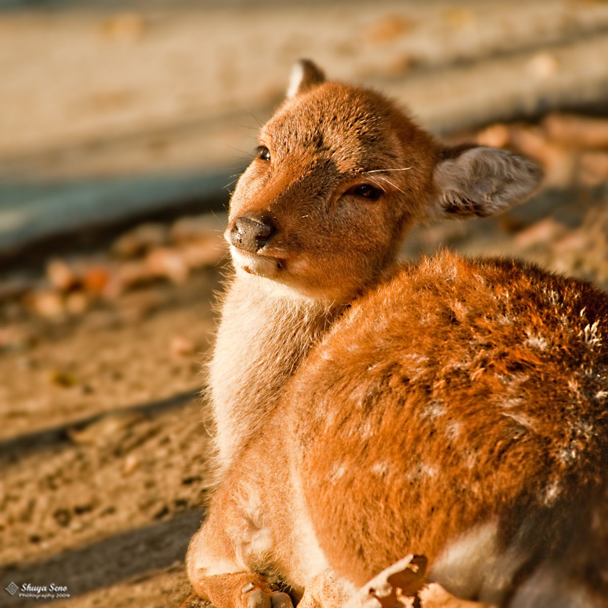 Genial Sunshine | GANREF