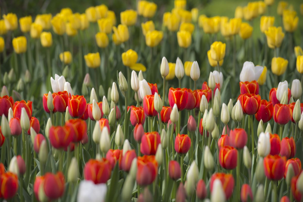 【ニコンD800レビュー】Swinging Tulips | GANREF