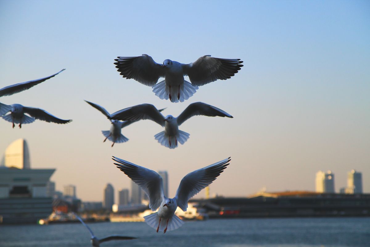 EVAシリーズ | GANREF