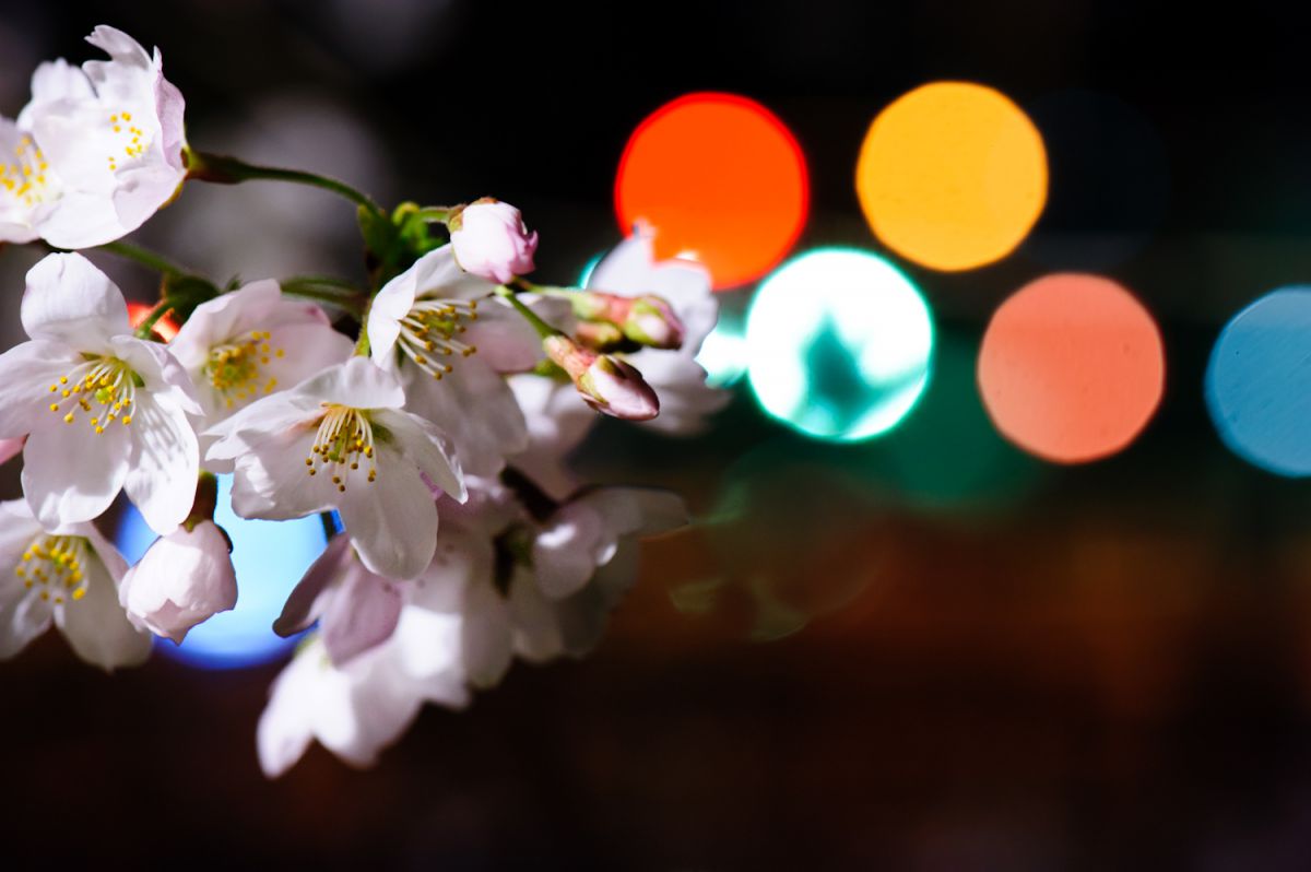 夜桜 | GANREF