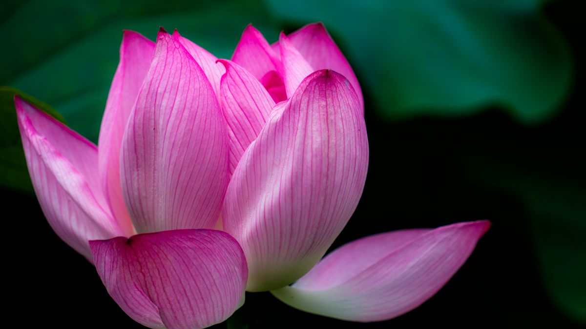 Lotus flower | GANREF