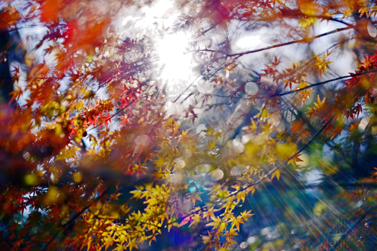 紅葉光線 | GANREF