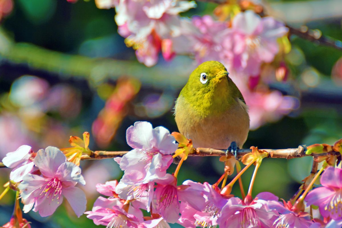 春の主役 | GANREF