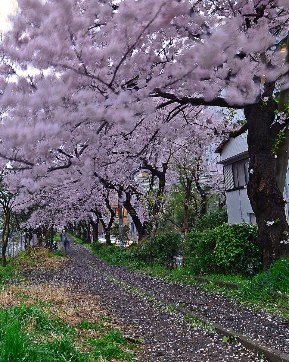 満開もどき | GANREF