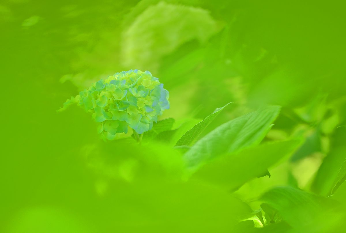 Green Filter | GANREF