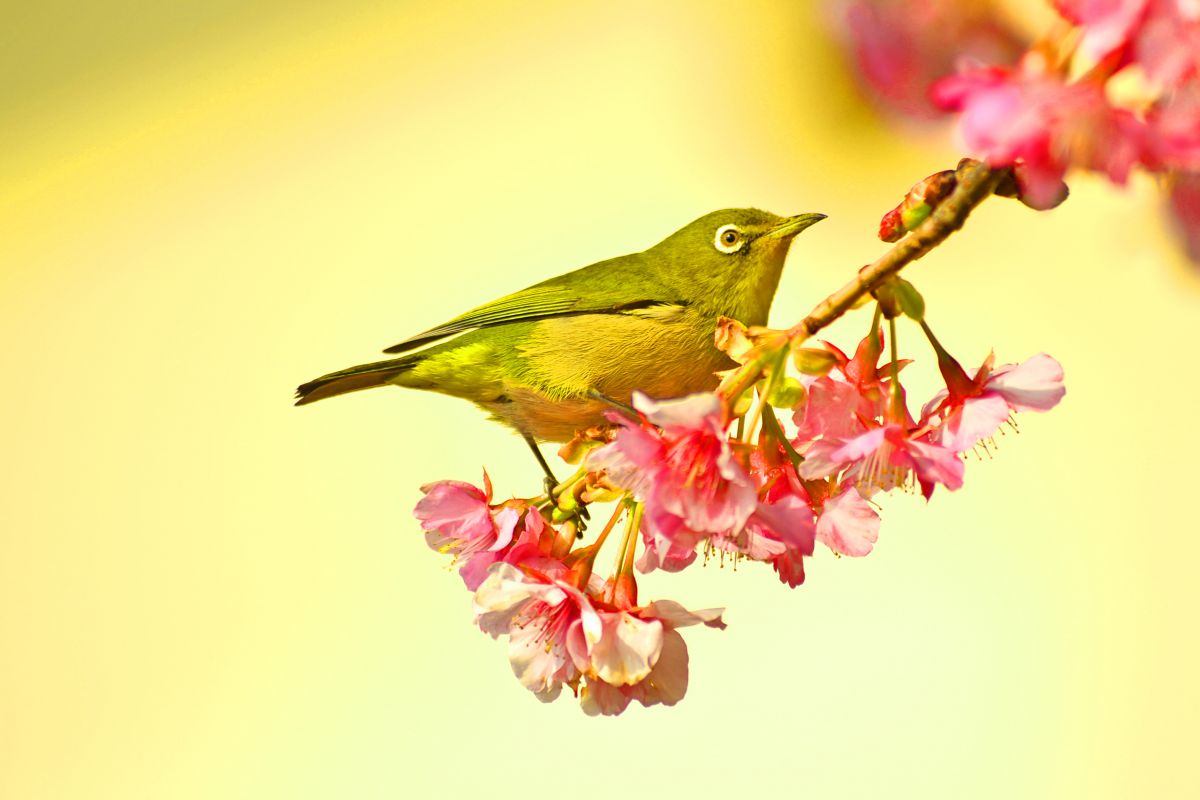 モデル名＝めじろ | GANREF