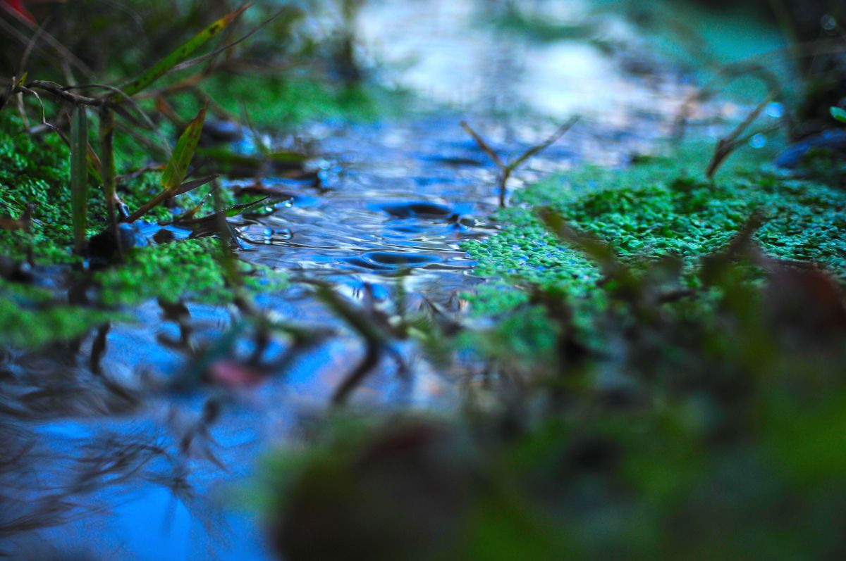 田んぼ端 | GANREF