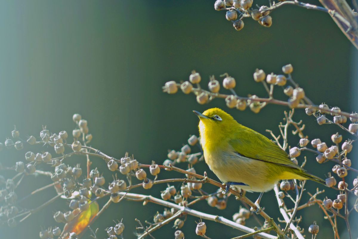 見上げてご覧 | GANREF