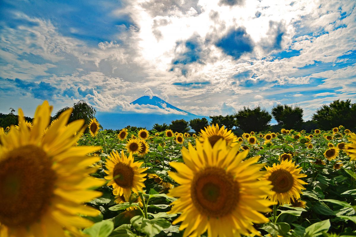 ひまわりの中 | GANREF