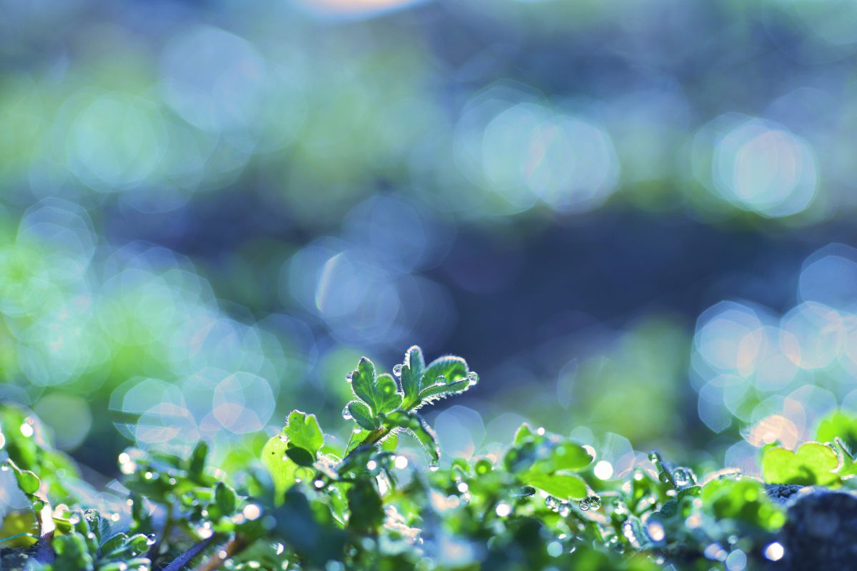 あさつゆ | GANREF