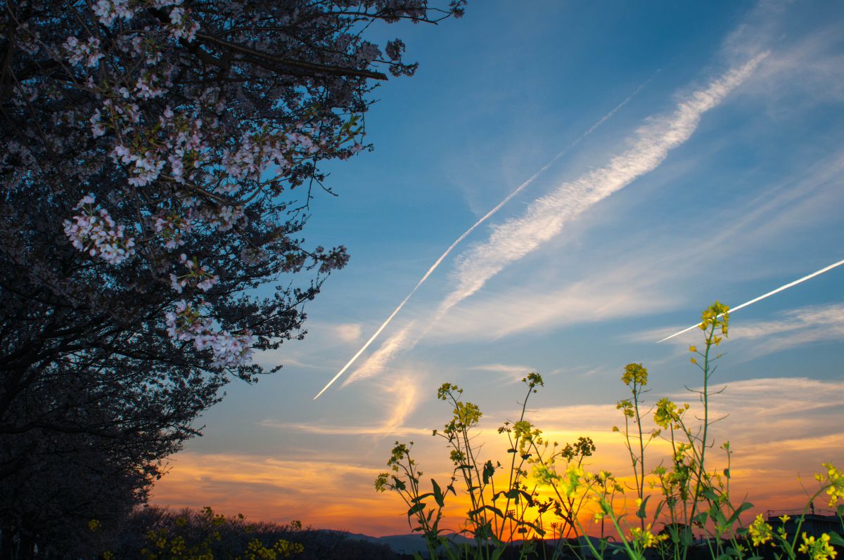 夕日の中の共演 | GANREF