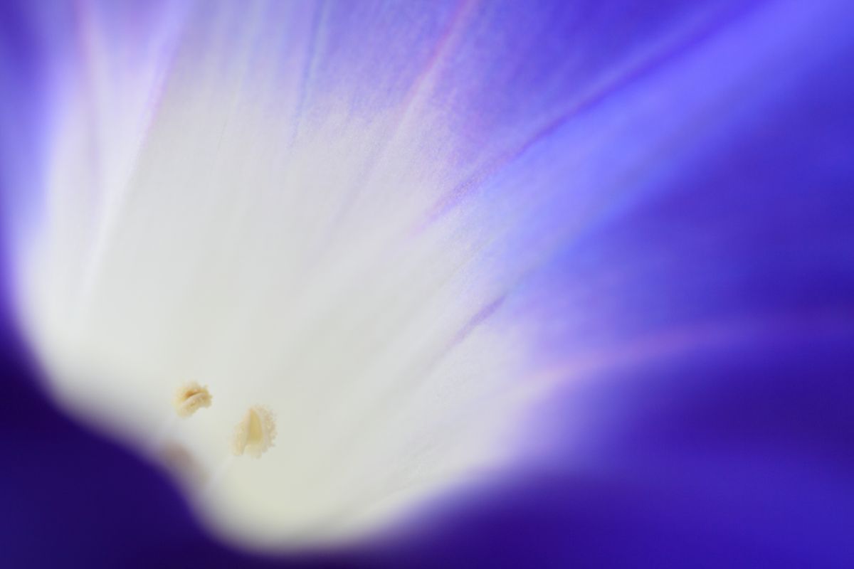 幼い記憶 | GANREF