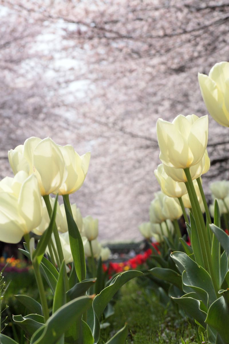 満開に向かって | GANREF