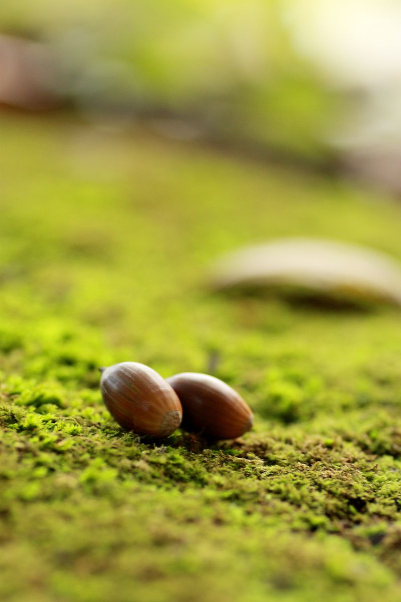 どんぐりころころ | GANREF