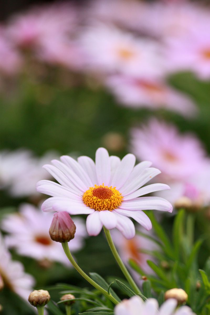 上を向いて | GANREF