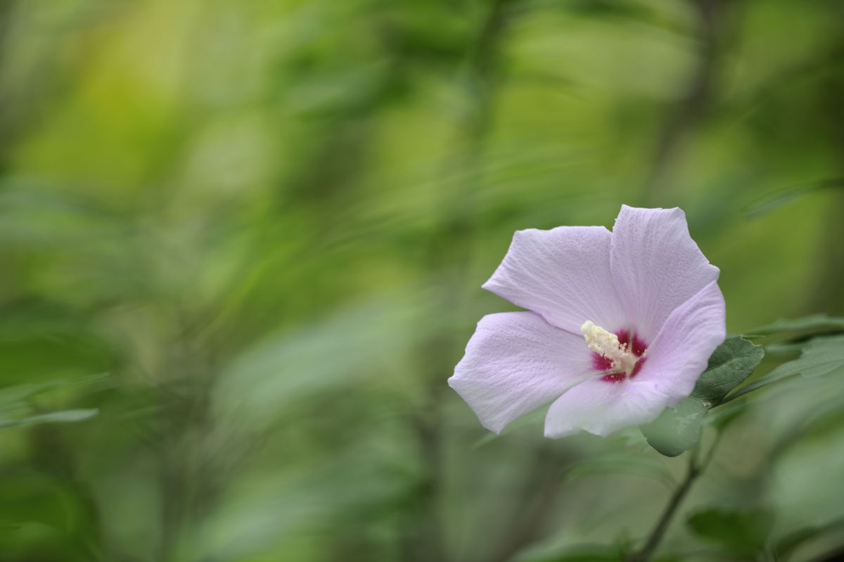 _DSC0254.jpg | GANREF