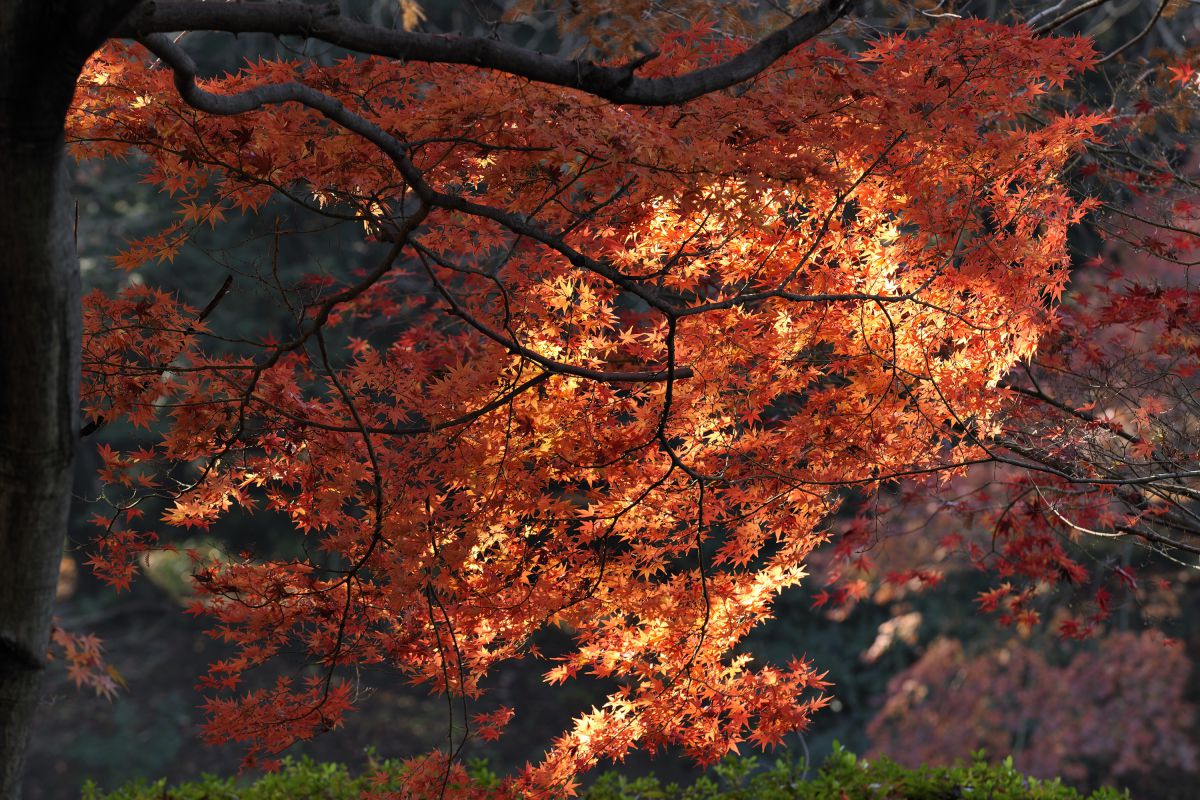 燃えるがごとく | GANREF