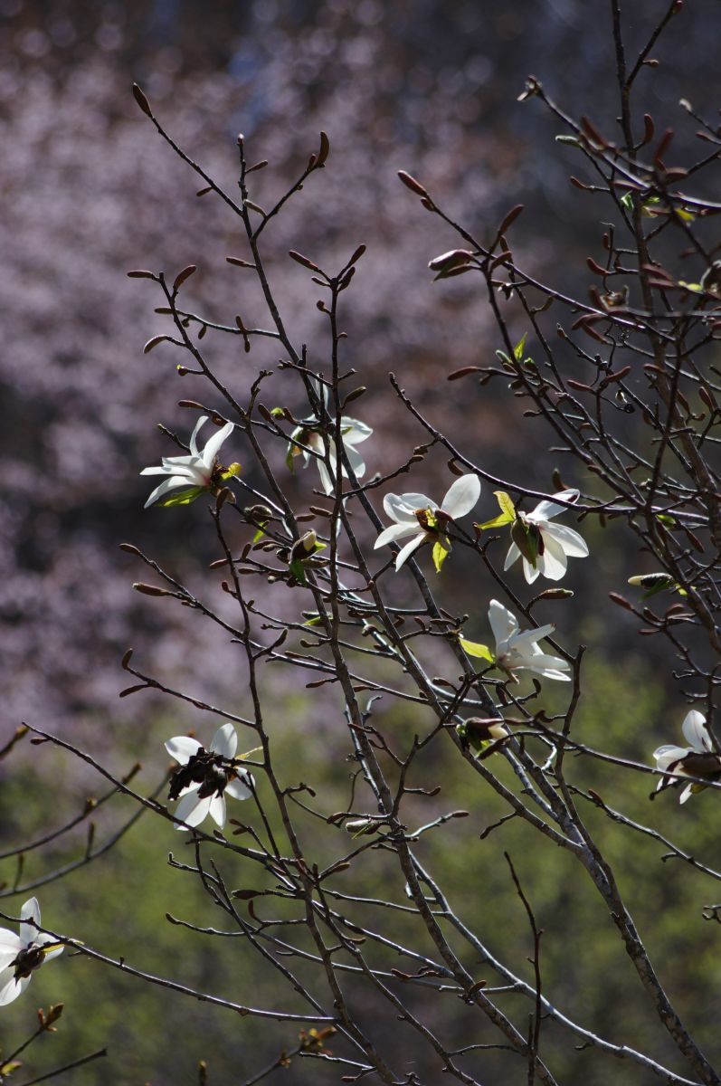 spring color | GANREF