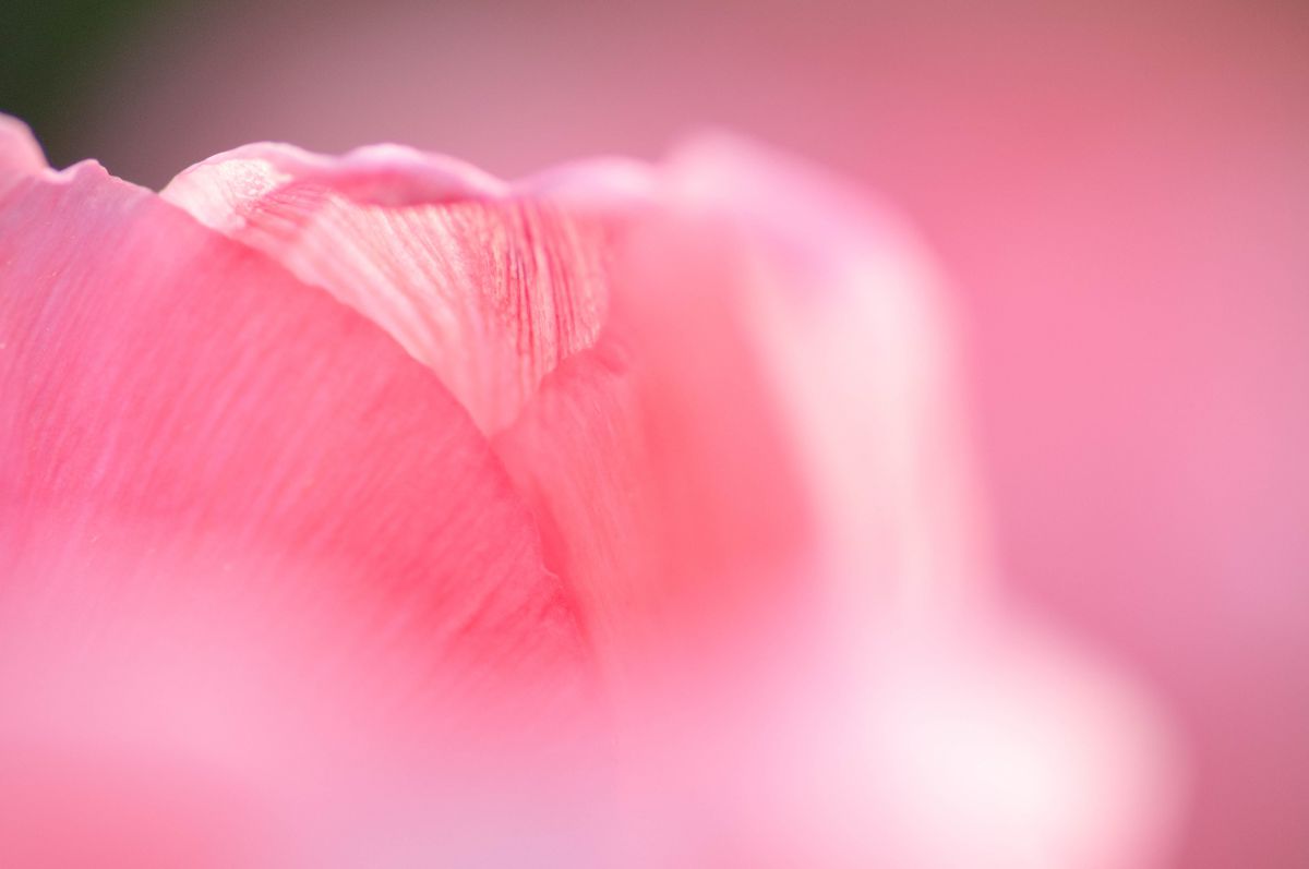 Pink is my favorite color | GANREF