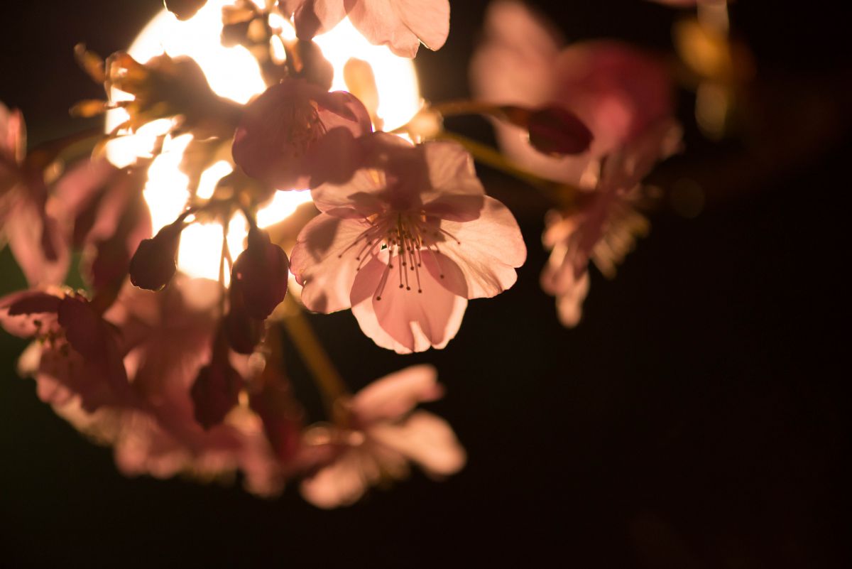 SAKURA night | GANREF