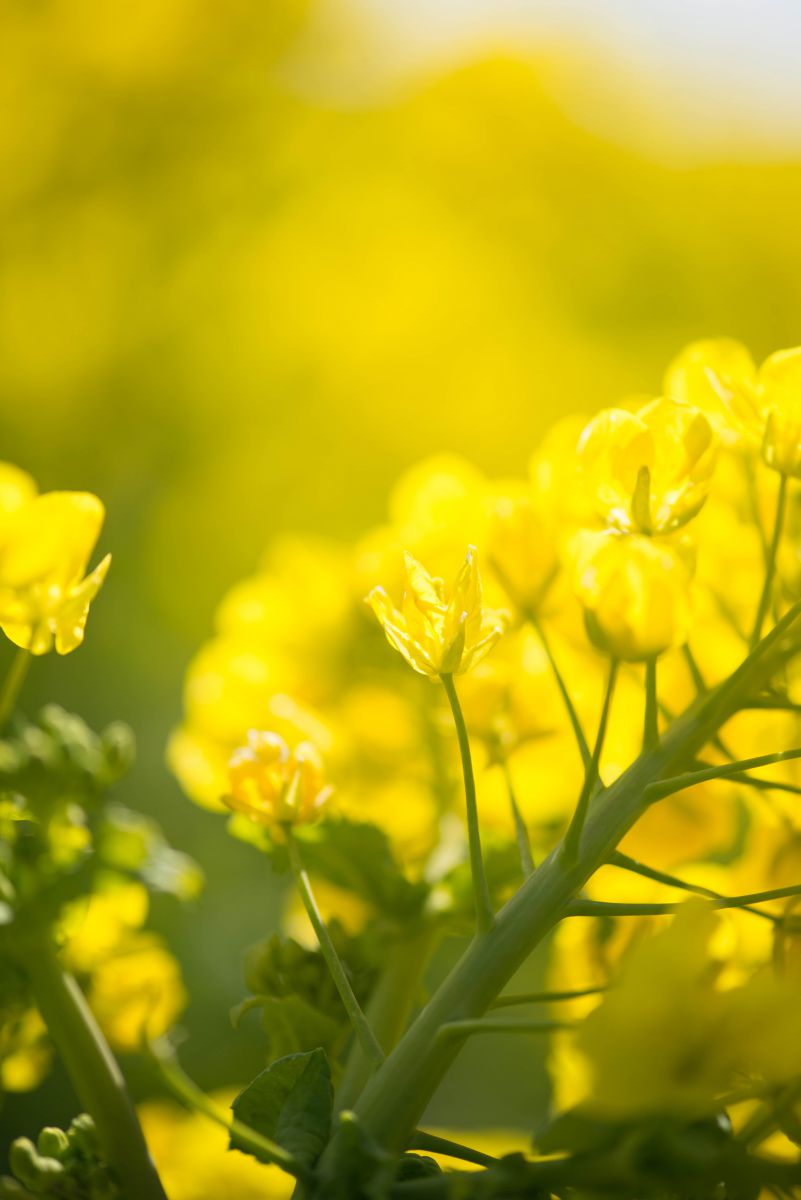 From behind my back | GANREF