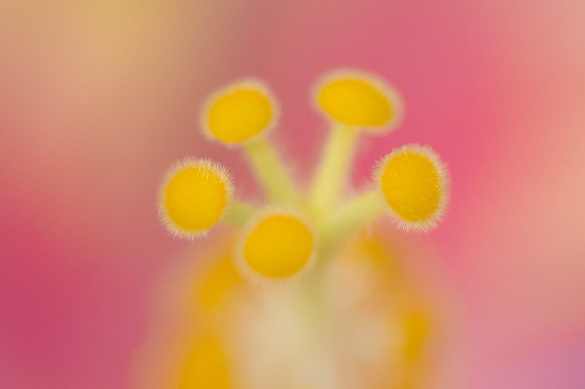 Lovely sphere | GANREF