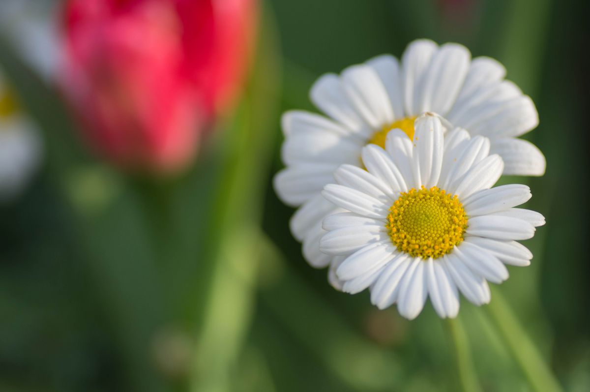 Shy girl... | GANREF