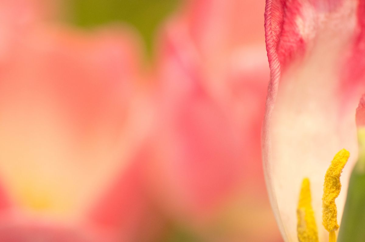 Spring is coming | GANREF