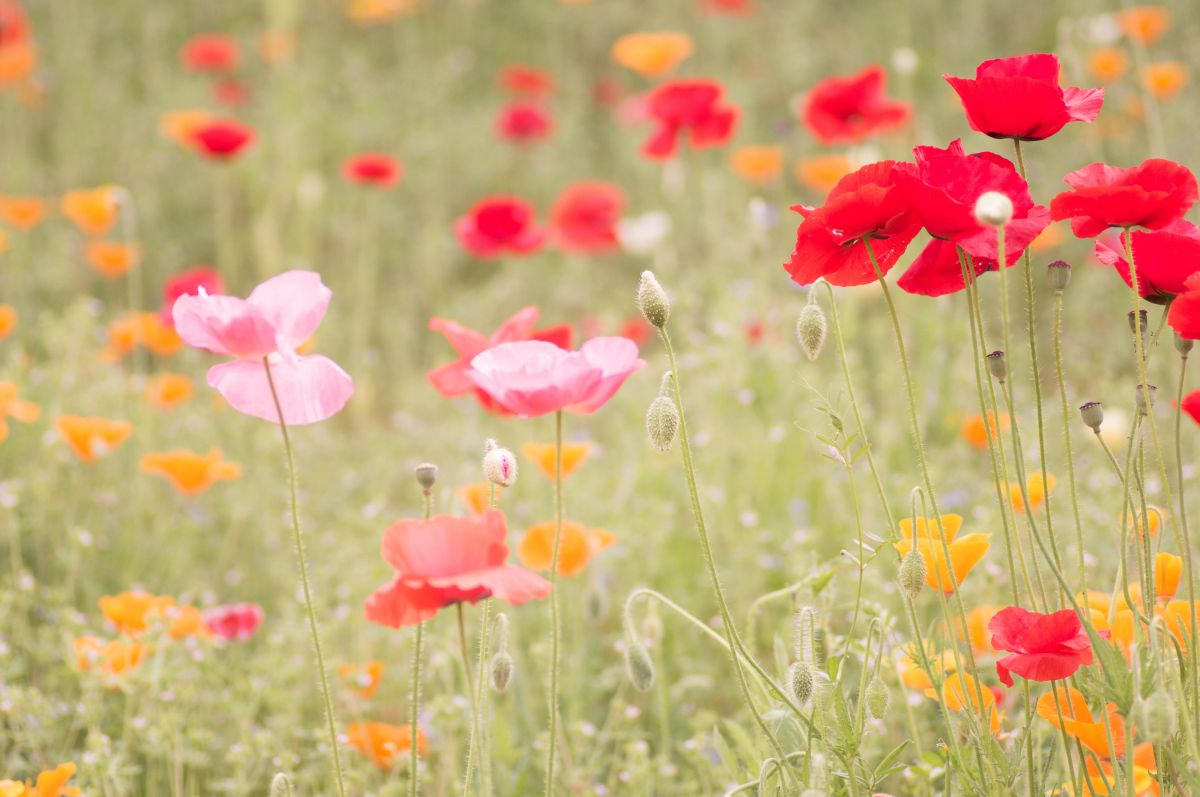 In my memory | GANREF