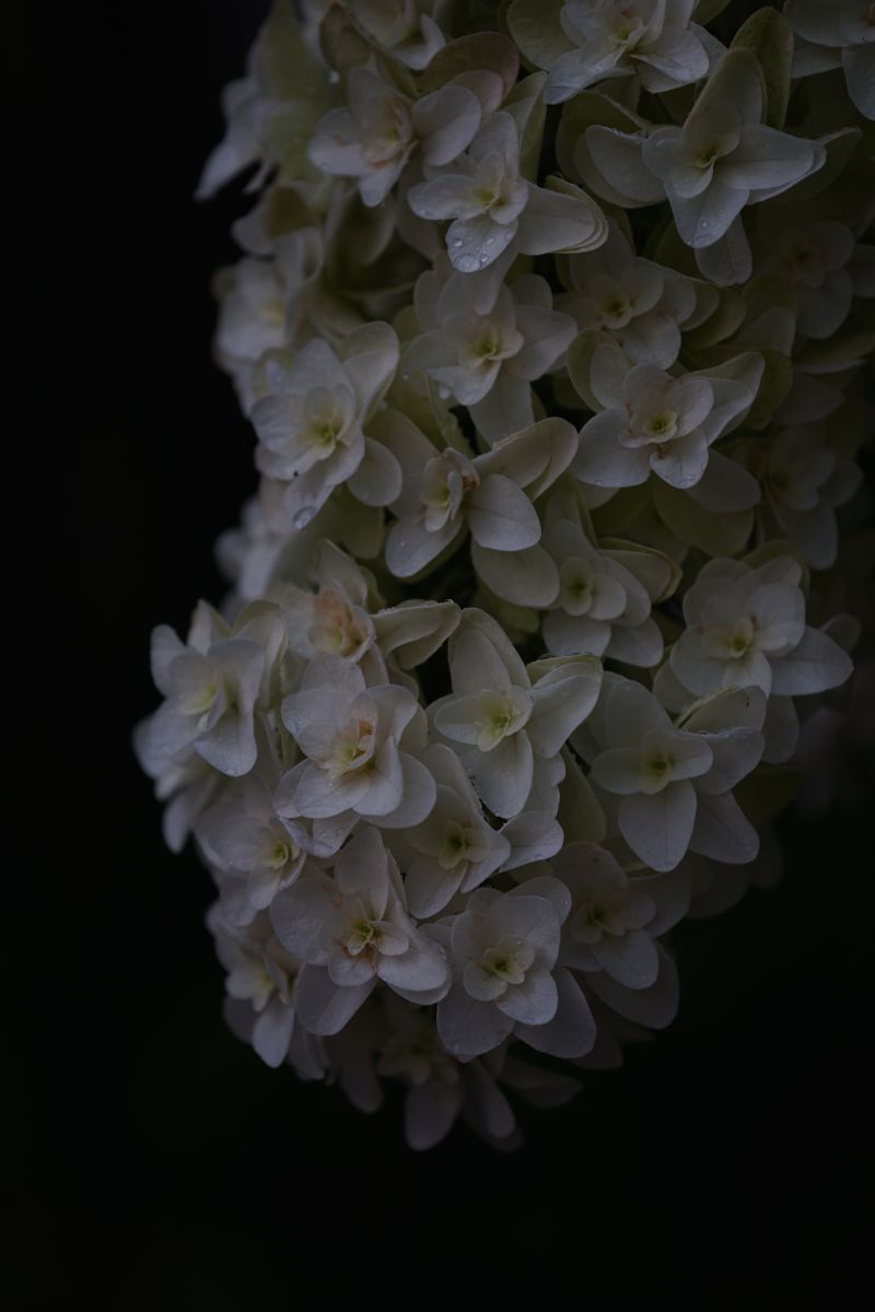 Hydrangea macrophylla | GANREF