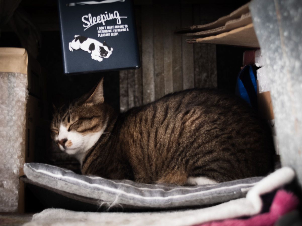 （I'm only） sleeping. | GANREF