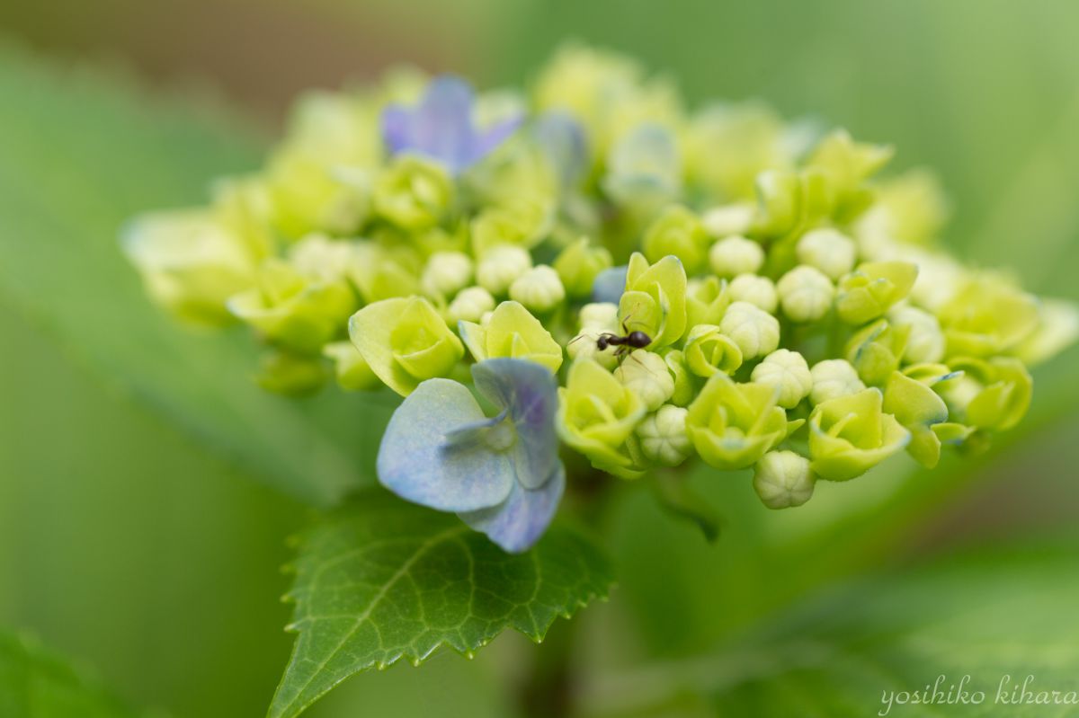 蟻の楽園 | GANREF