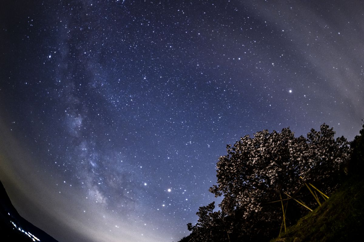 Dreamin' cherryblossom | GANREF