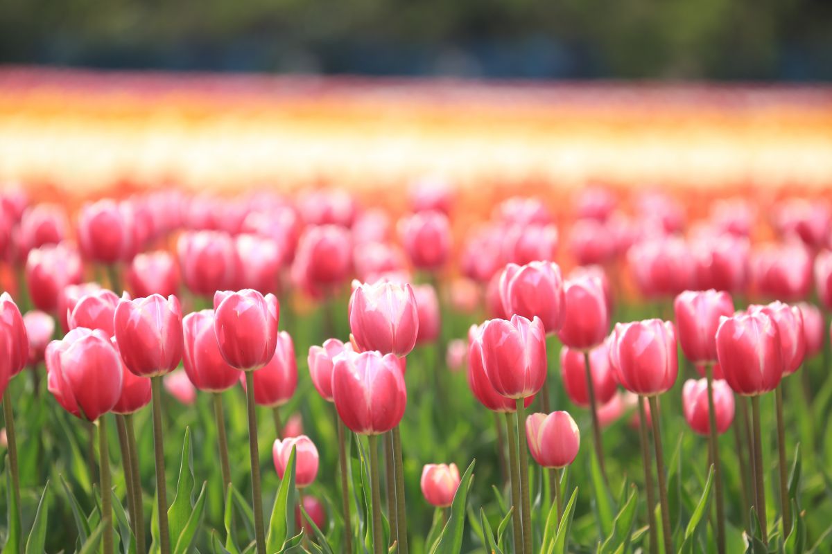 Hot Springs | GANREF