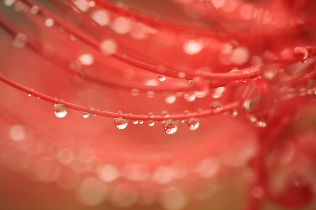 緋色の雫 | GANREF