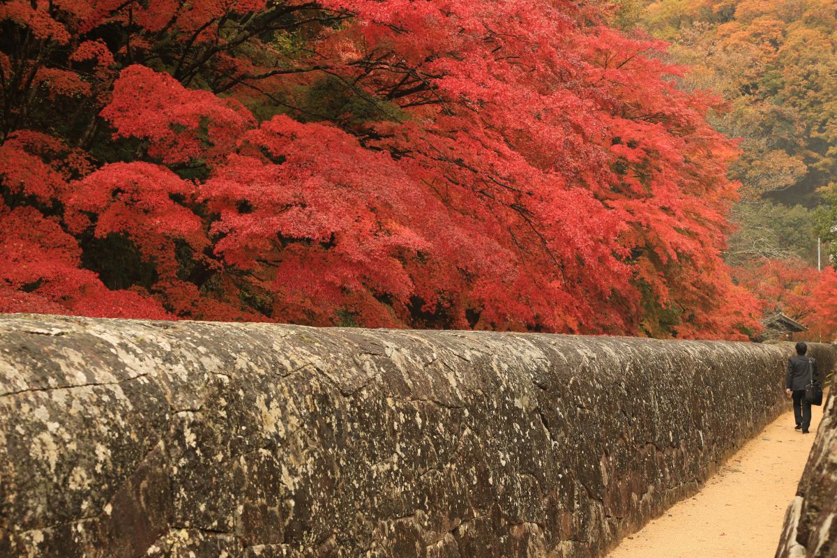 Red Alert Wave | GANREF