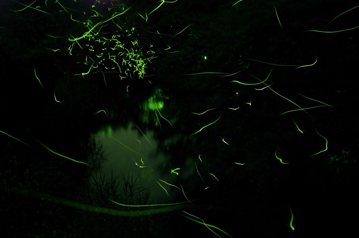 ホタル舞う水辺 | GANREF