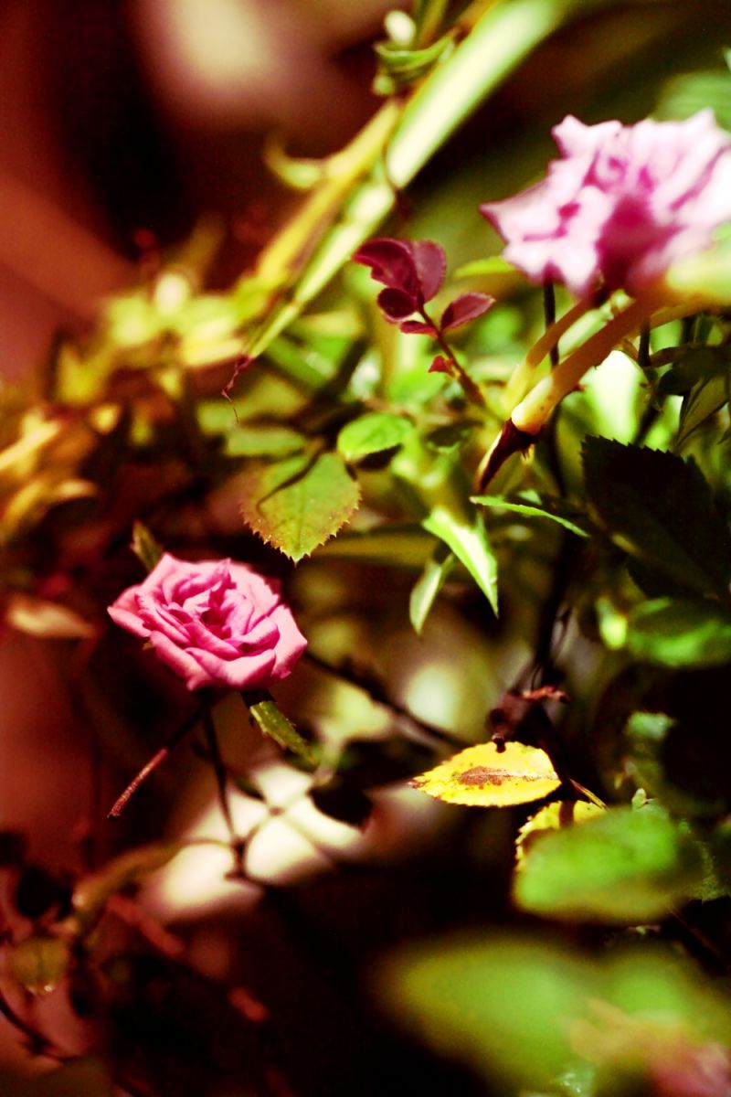 Red, Green, and Ecstacy | GANREF