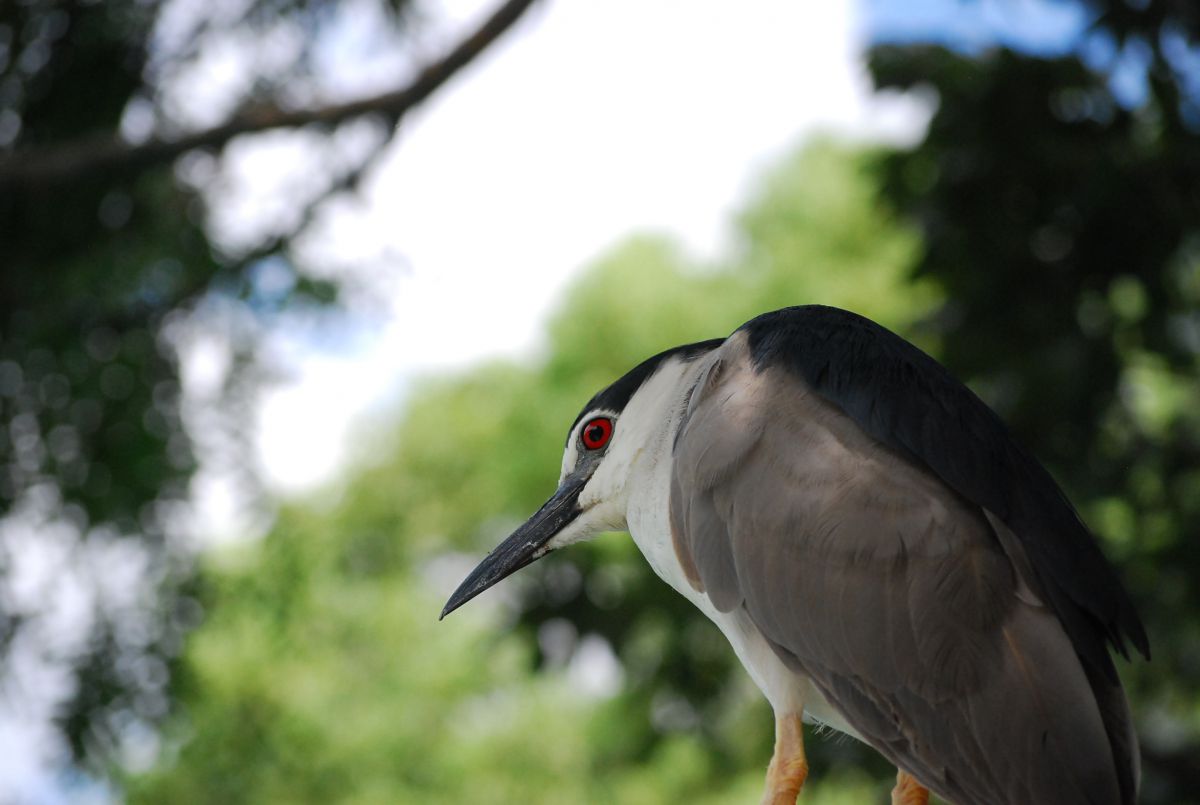 ゴイサギ | GANREF