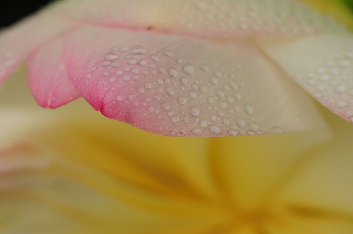 Mellow Shower | GANREF