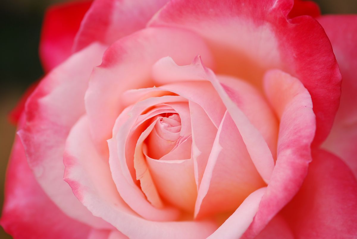 Coloerd Edge | GANREF