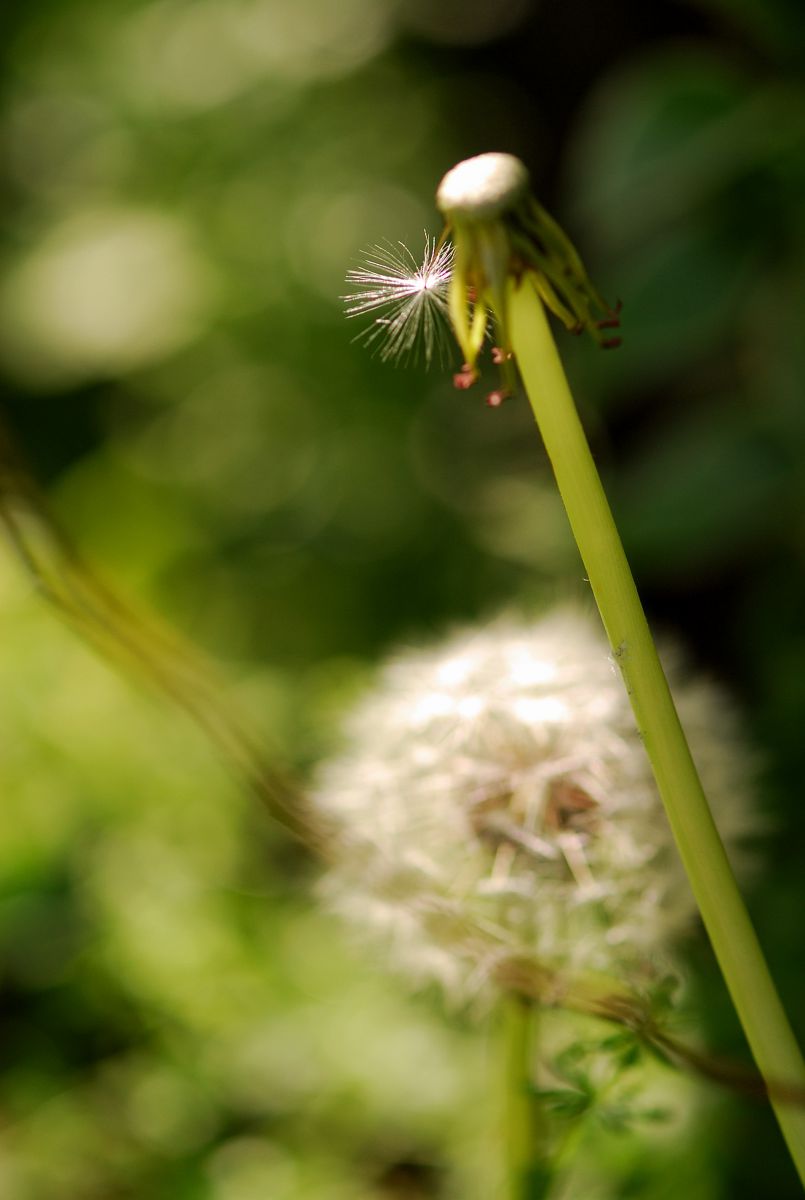 You can fly | GANREF