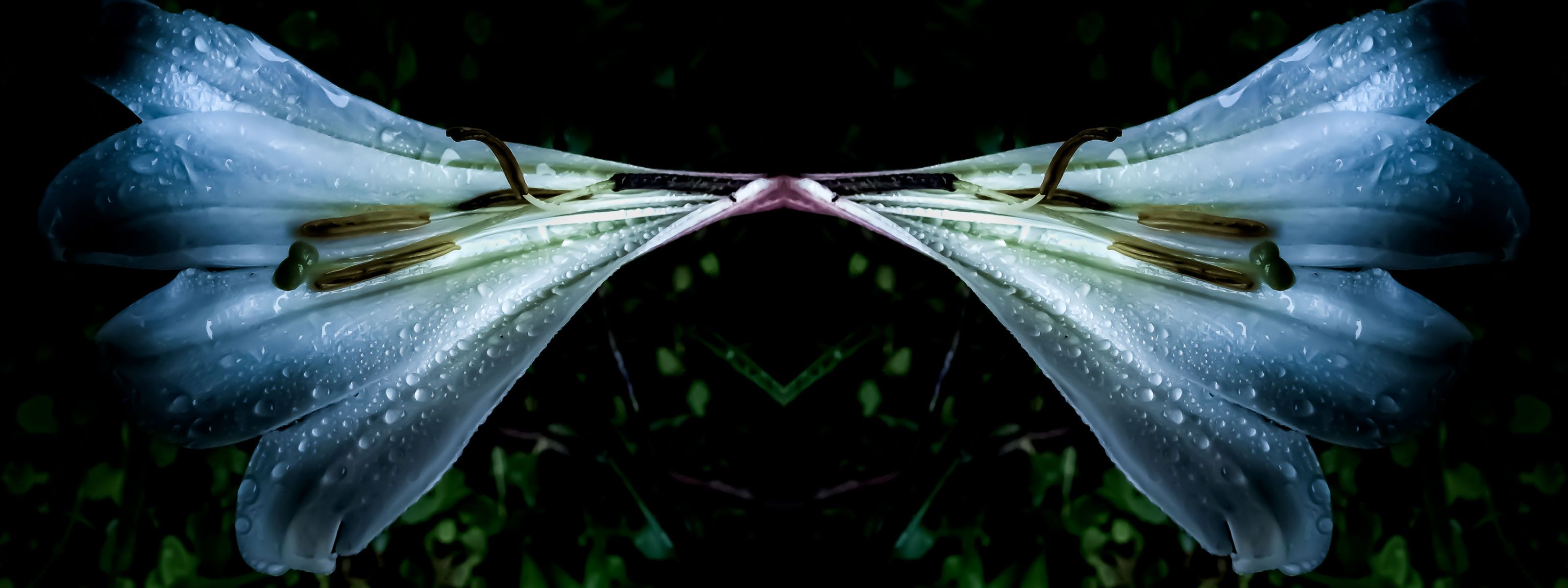 魅せられて | GANREF