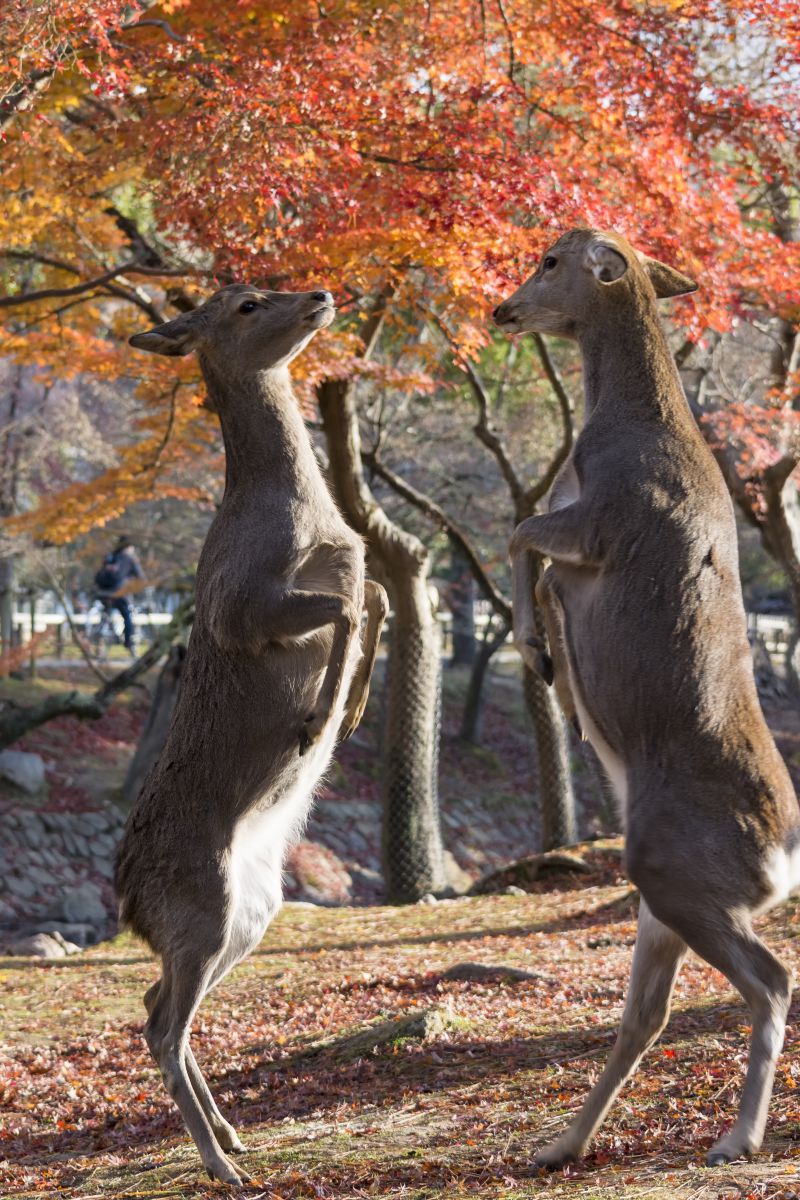 Shall We Dance? | GANREF