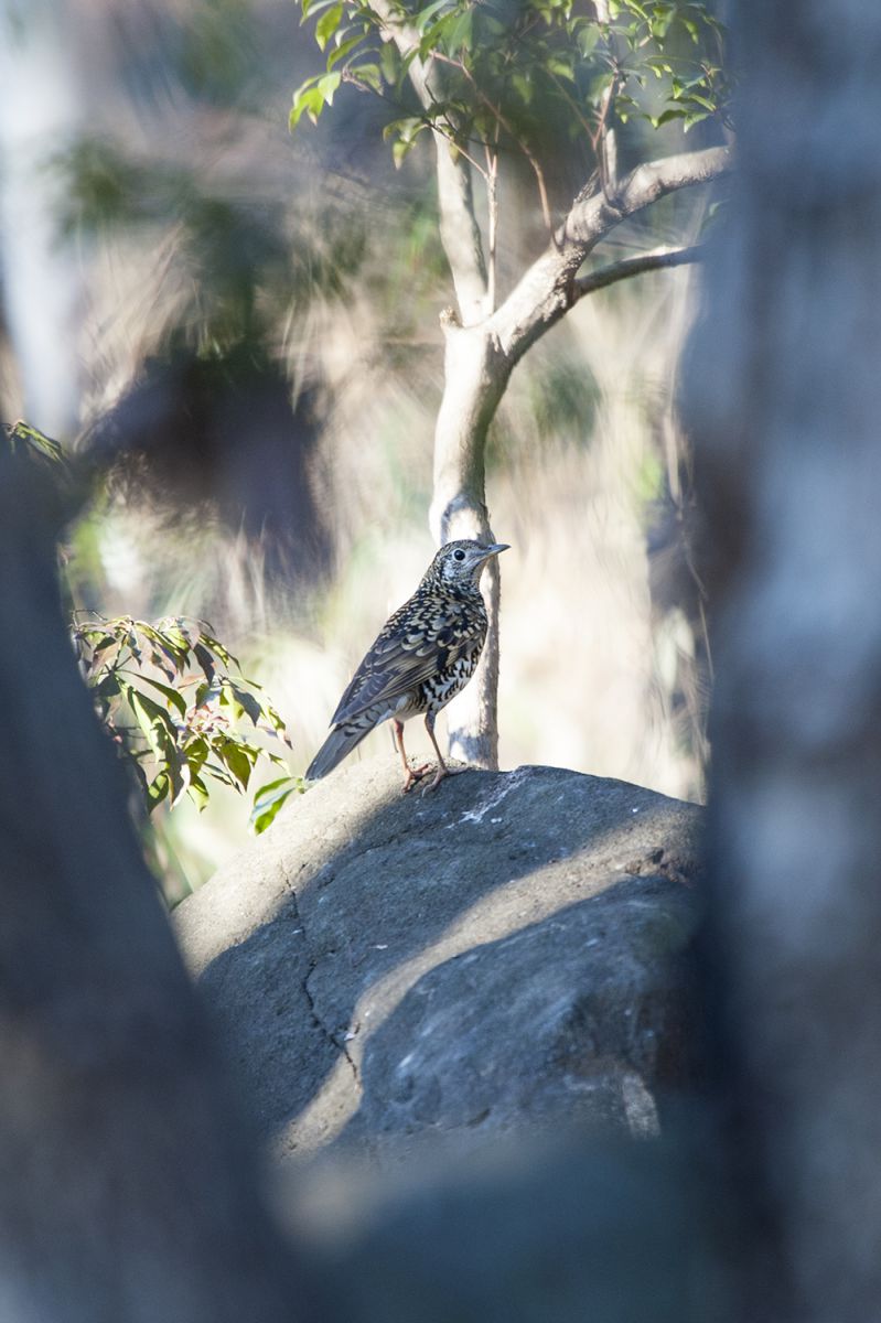 見返り美男!? | GANREF